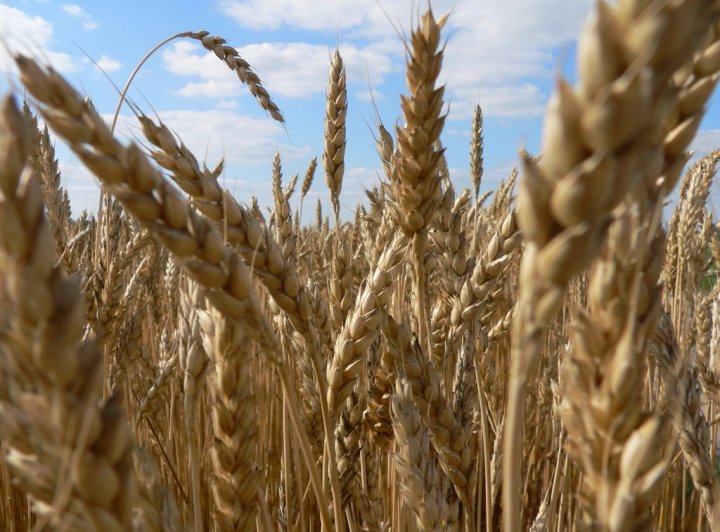 Pšenica - klasje drevnih bogova - Ljekovita priroda