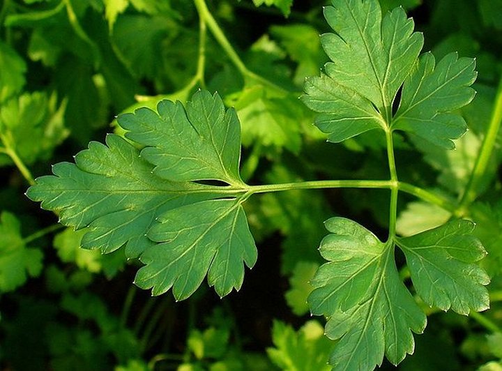 Peršin liječi sve - od jetre do anemije - Ljekovita priroda