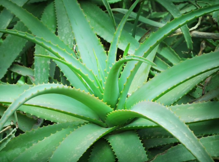 Aloja, eliksir dugovječnosti - Ljekovita priroda