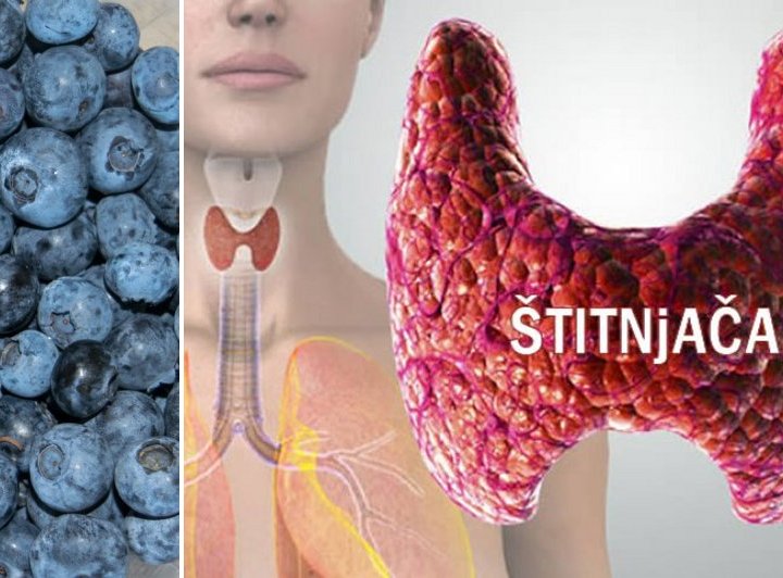 Mišjakinja i borovnica - najbolja terapija hipertireoze - Ljekovita priroda